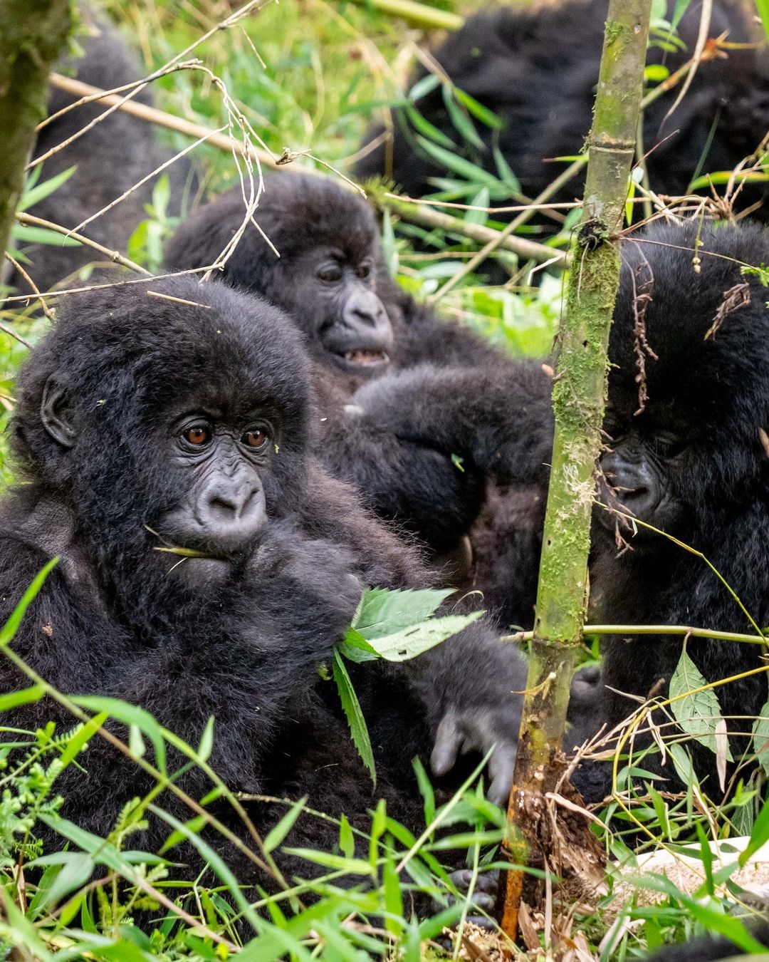 Gorilla Trekking in Volcanoes National Park, Rwanda - My Ultimate Guide ...